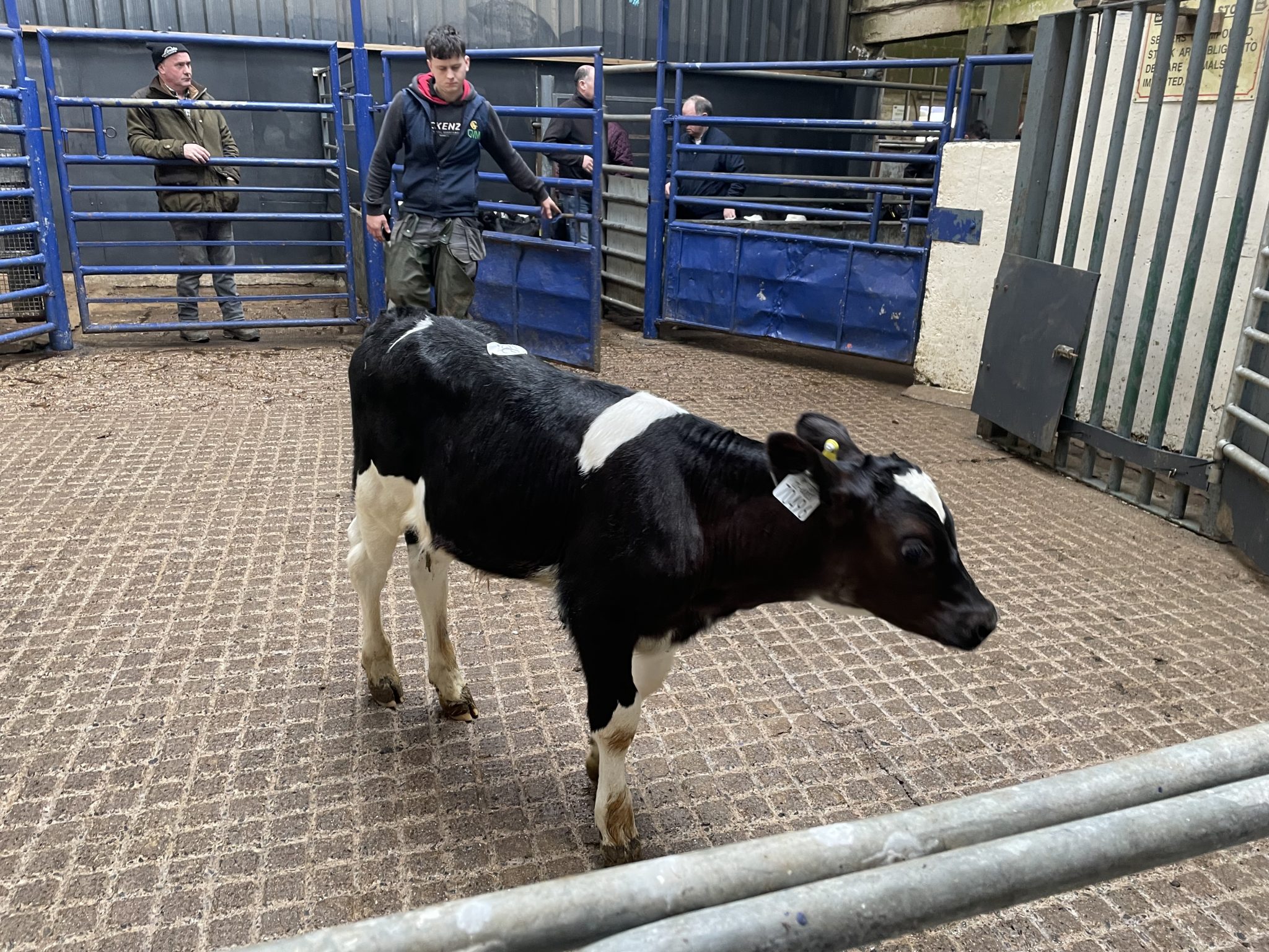 Calf trade: See latest average and sample calf prices paid - Agriland.ie