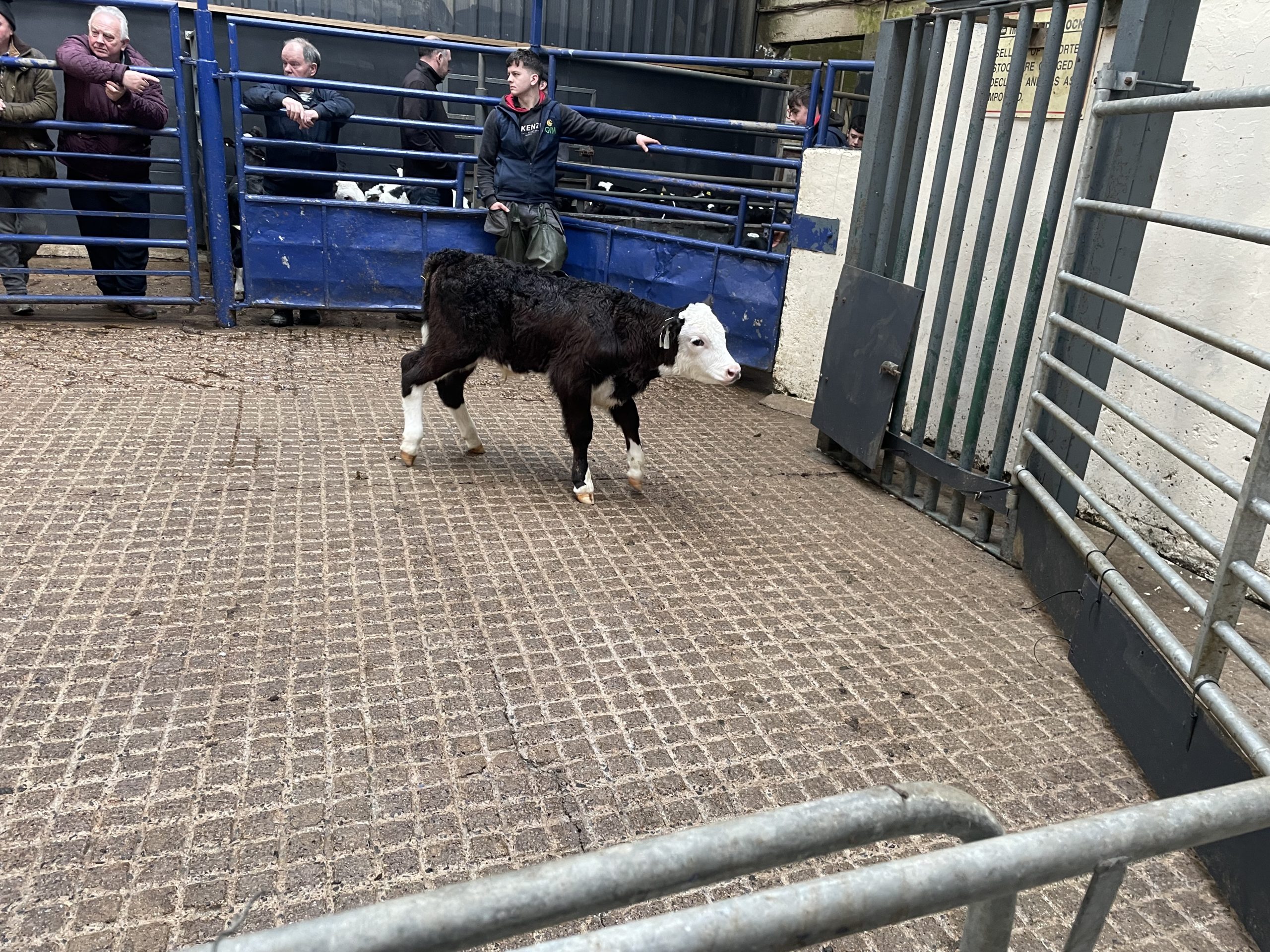 Calf trade: See latest average and sample calf prices paid - Agriland.ie
