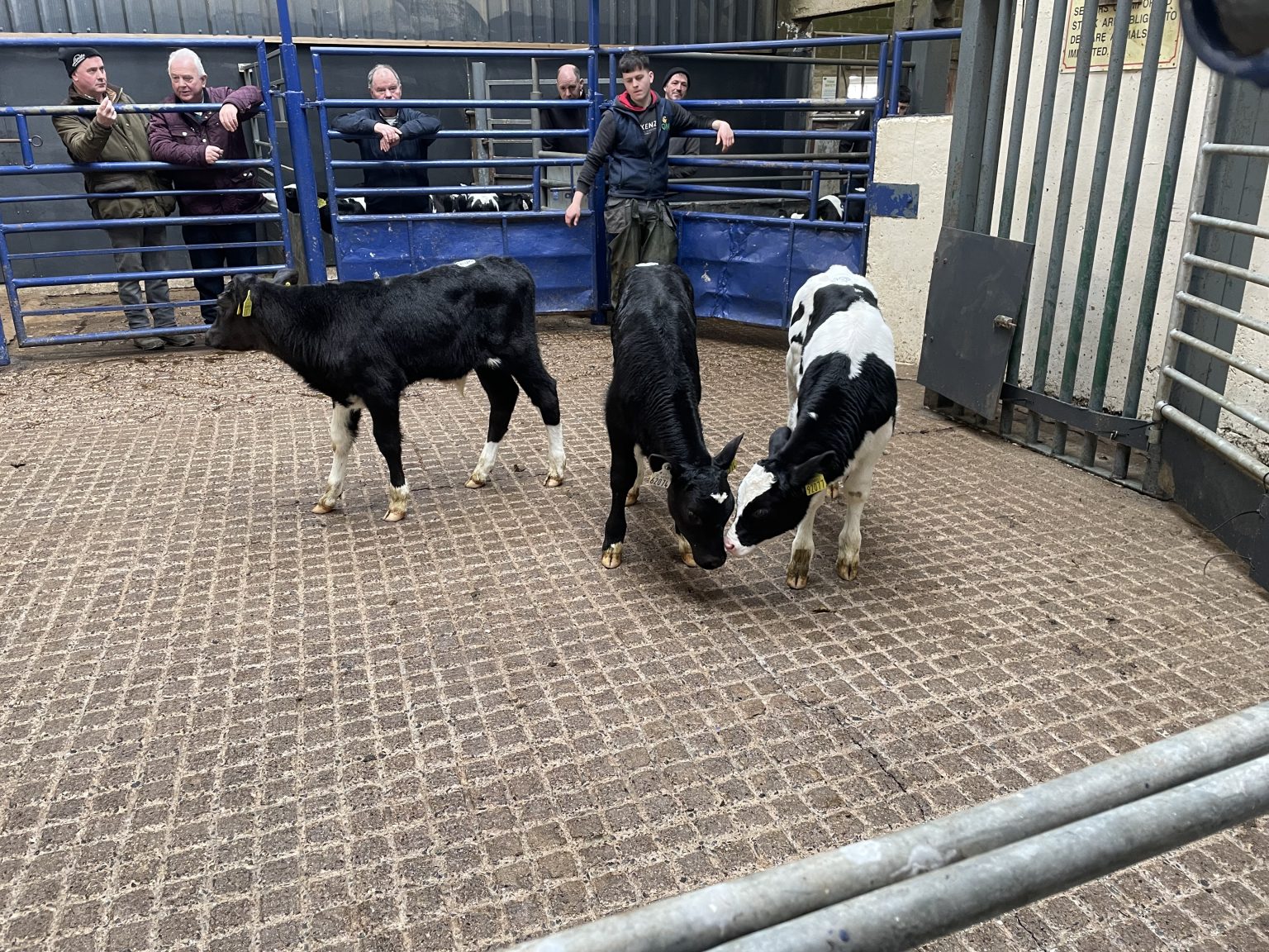 Calf trade: See latest average and sample calf prices paid - Agriland.ie