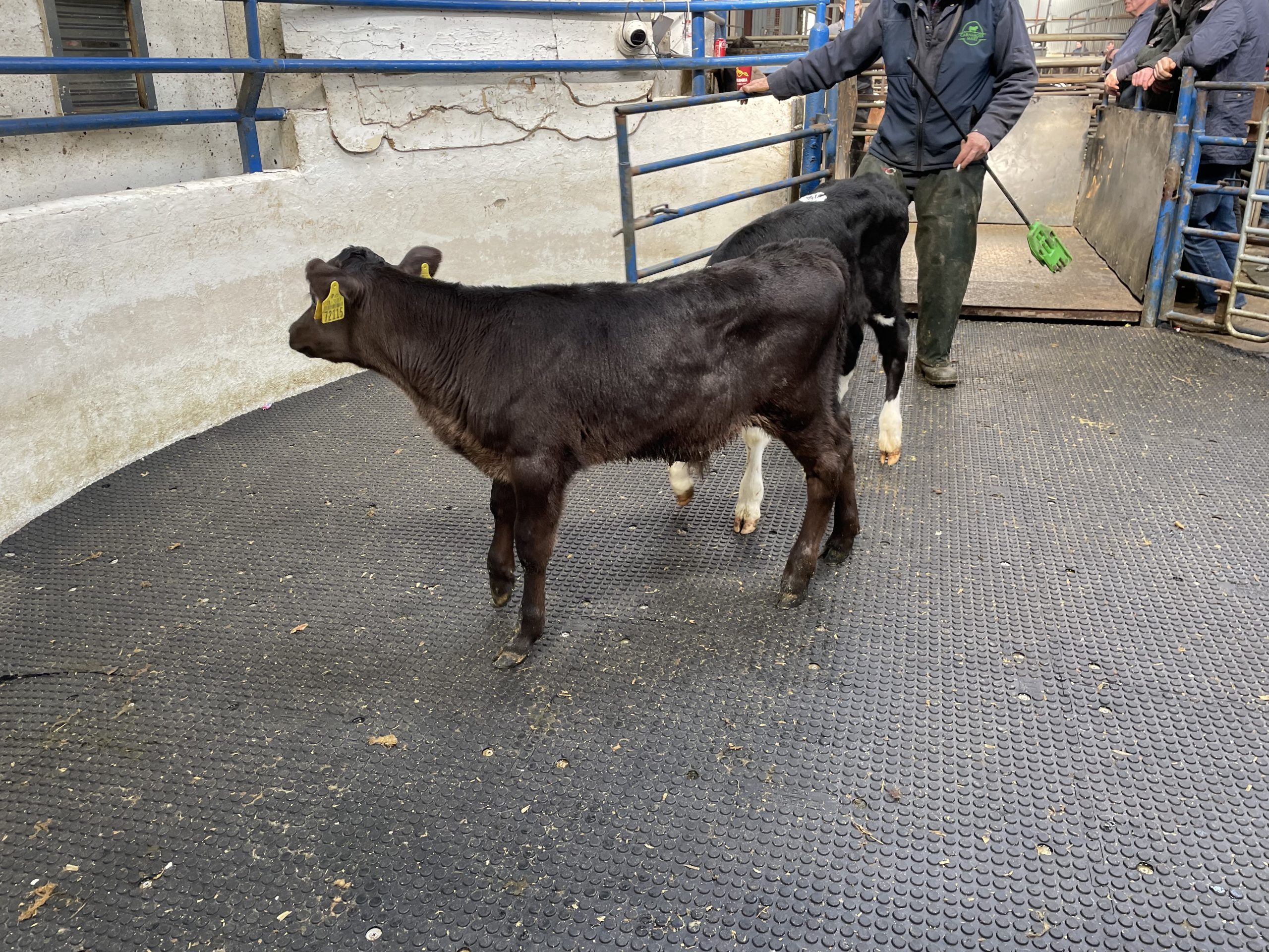 Calf trade: See latest average and sample calf prices paid - Agriland.ie