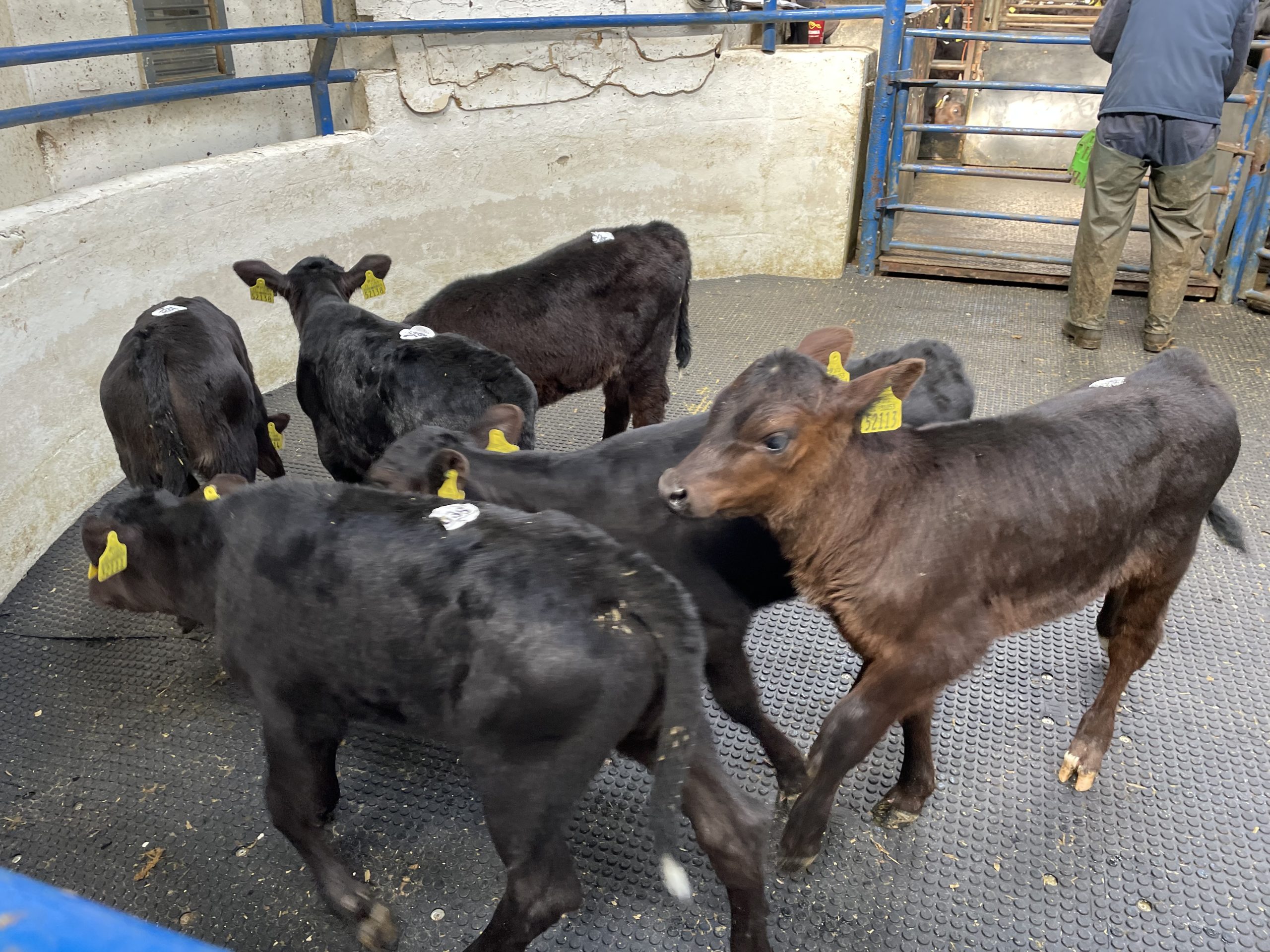 Calf trade: See latest average and sample calf prices paid - Agriland.ie
