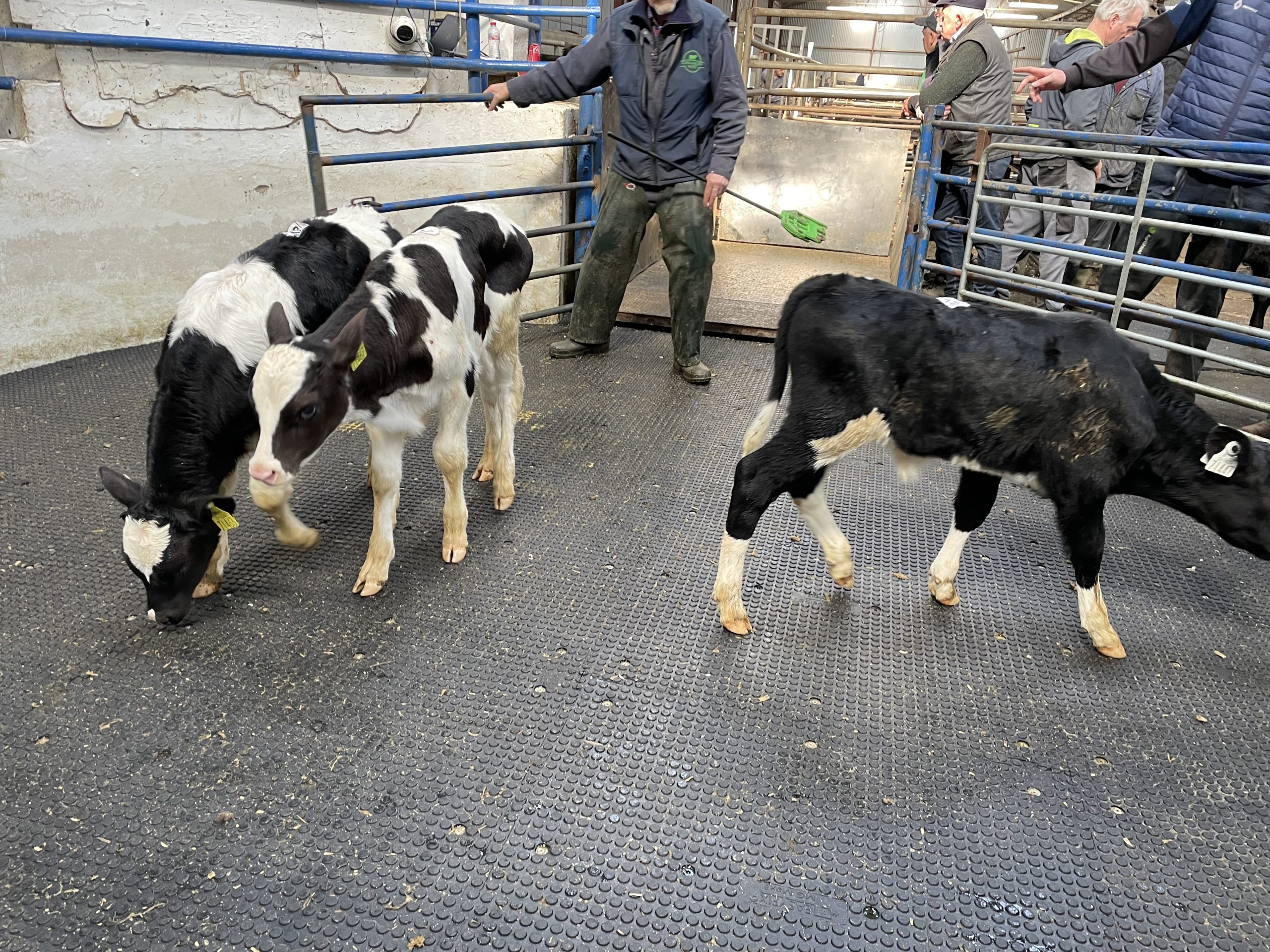Calf trade: See latest average and sample calf prices paid - Agriland.ie