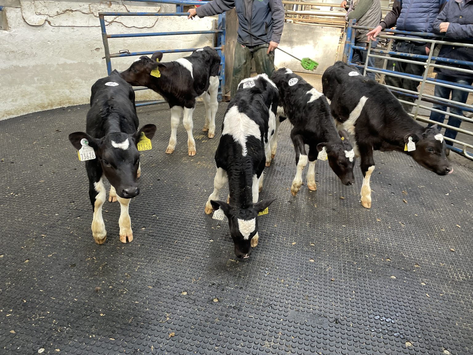Calf trade: See latest average and sample calf prices paid - Agriland.ie