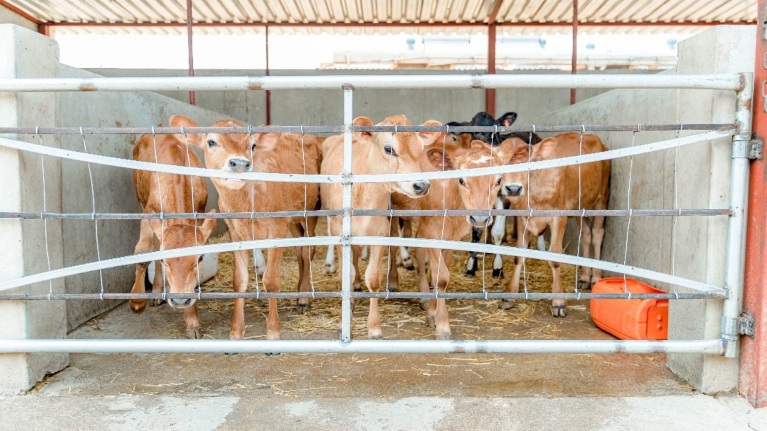 Dairy farming on a pasture-based system in Zimbabwe