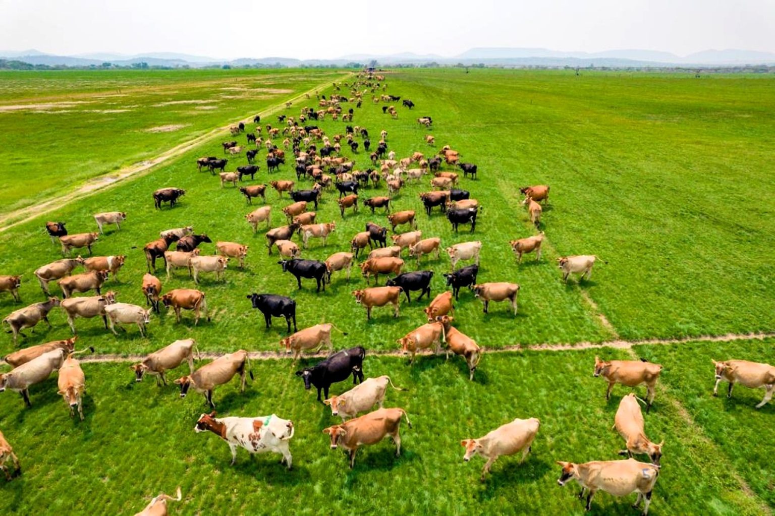 Dairy farming on a pasture-based system in Zimbabwe