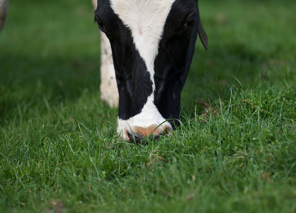 Watch: Optimising rumen microbes - making every bite count - Agriland.ie