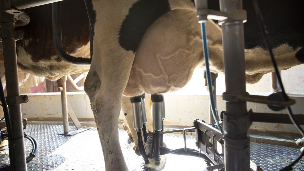 Udder health: Identifying cows before they become chronic - Agriland.ie