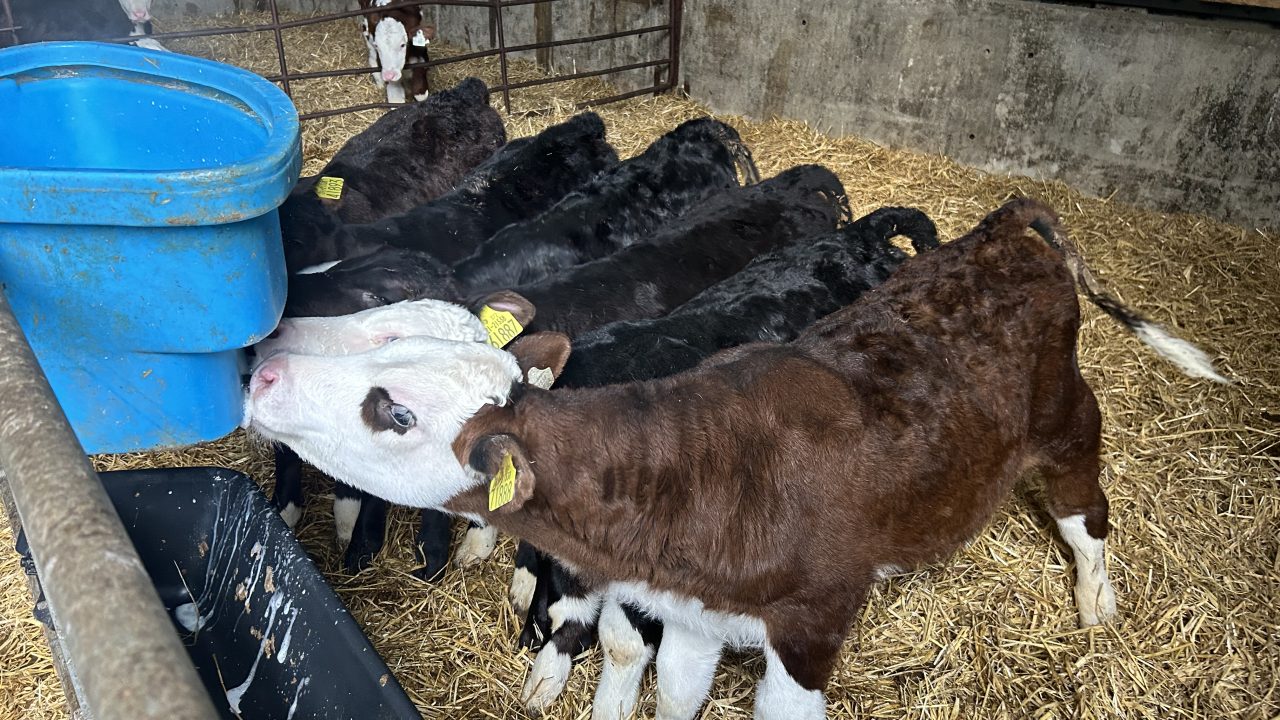 Ensuring the successful gradual weaning of calves - Agriland.ie