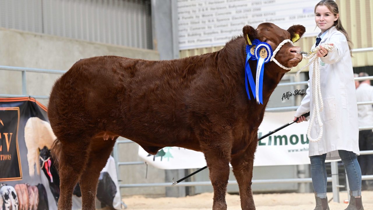 Results from NI Limousin Club's rising stars calf show - Agriland.ie