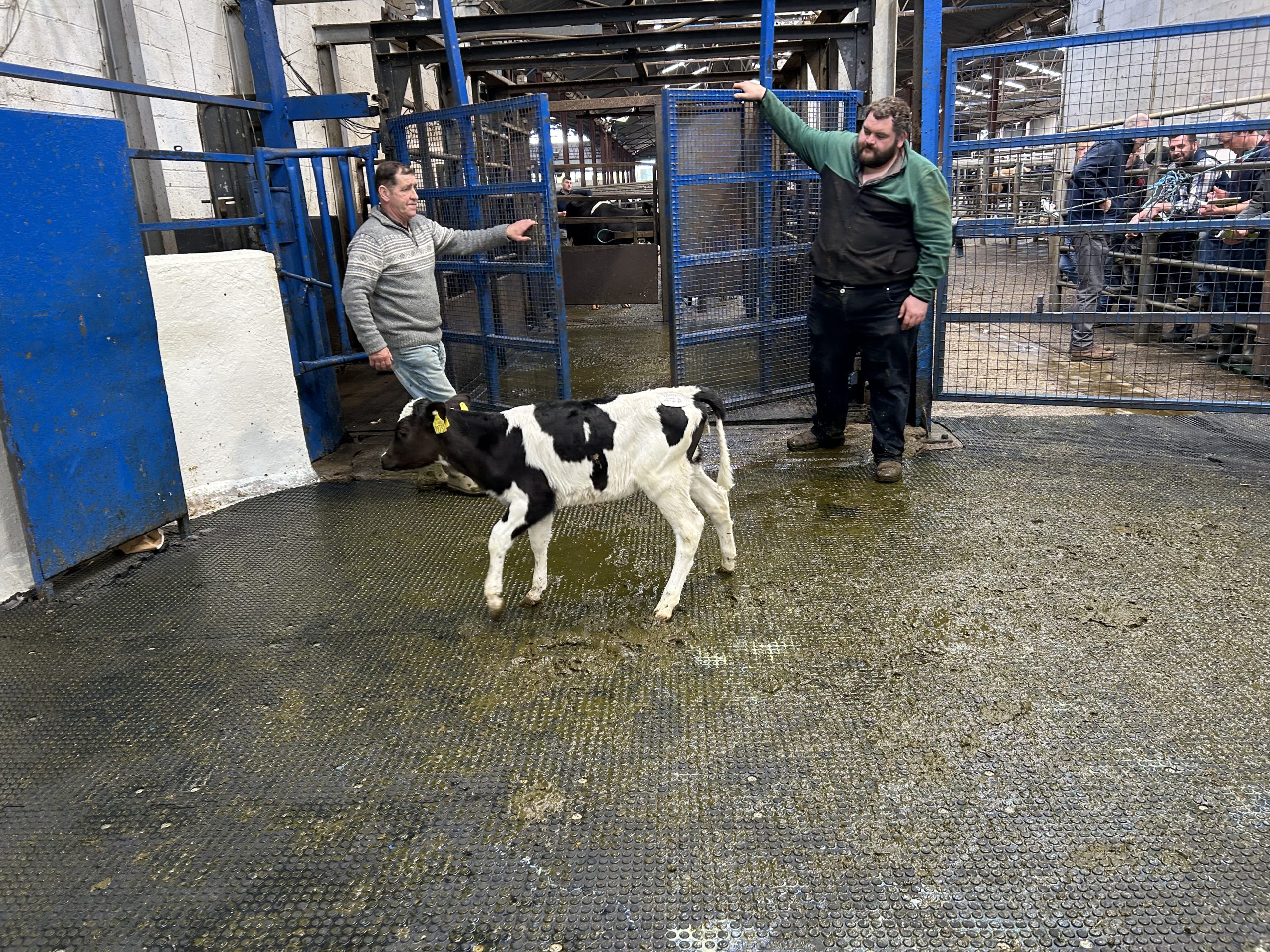 February-born heifer calf with €332 EBI makes €2,200 at Carnaross ...