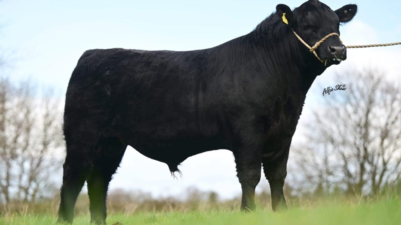 Bulls reach €10,700 at Carrick pedigree bull and heifer sale - Agriland.ie