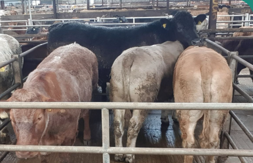 Mart report: 1,100kg Angus bullock makes €5,160 at Balla - Agriland.ie