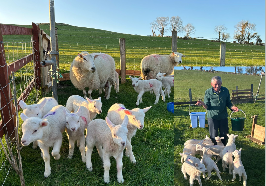 Donegal farmer in awe as two ewes deliver a dozen lambs - Agriland.ie
