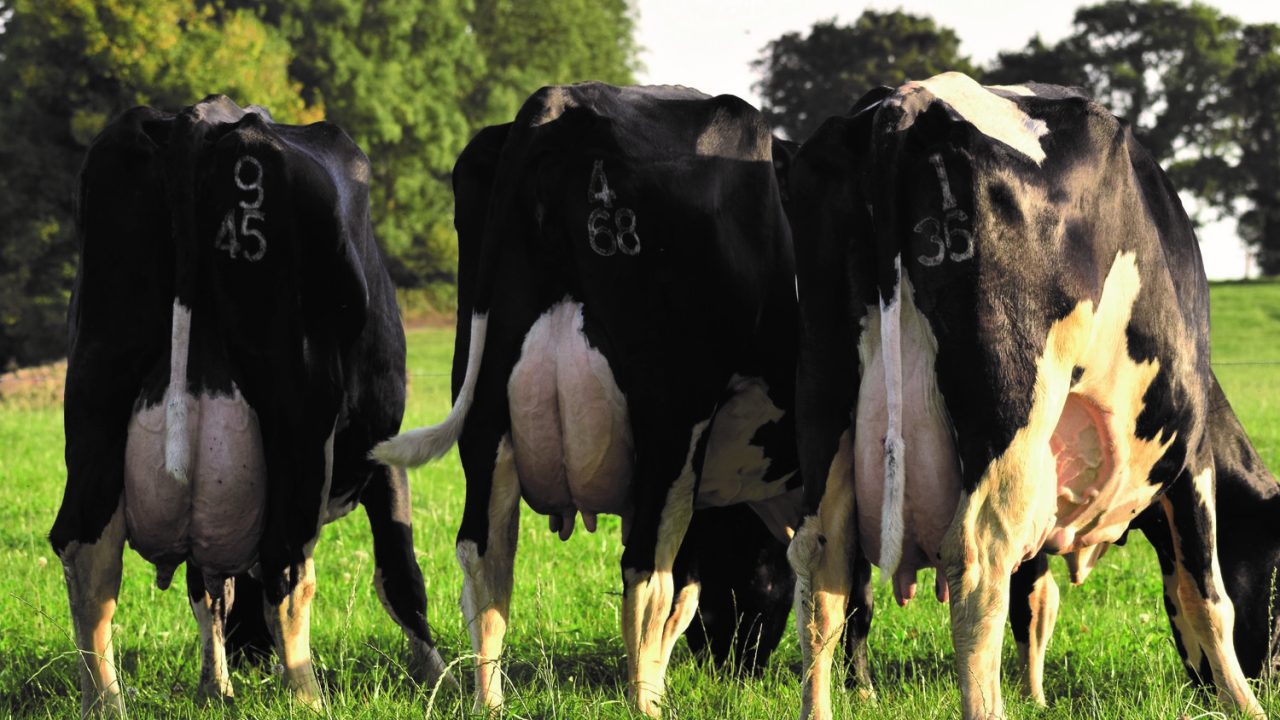 Dúnmasc Genetics: 10 years of innovation, quality and IP-free bulls ...