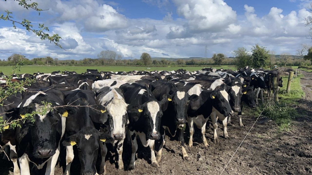 Dealing with non-bulling cows as breeding kicks off - Agriland.ie