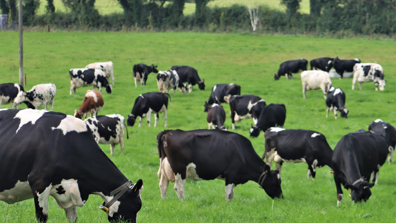 Making calving more compact in Co. Westmeath - Agriland.ie