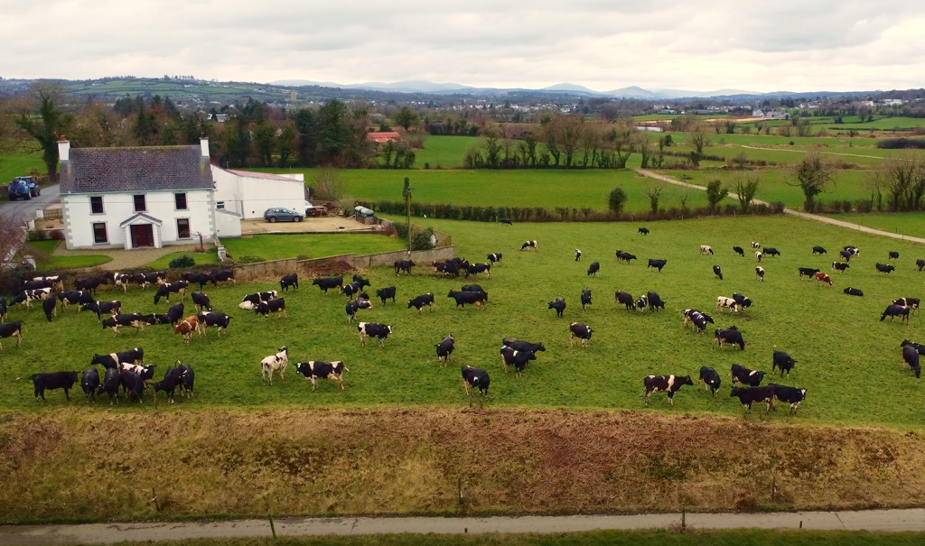 Cows producing 500kg of solids & quality beef calves in Donegal - Agriland.ie