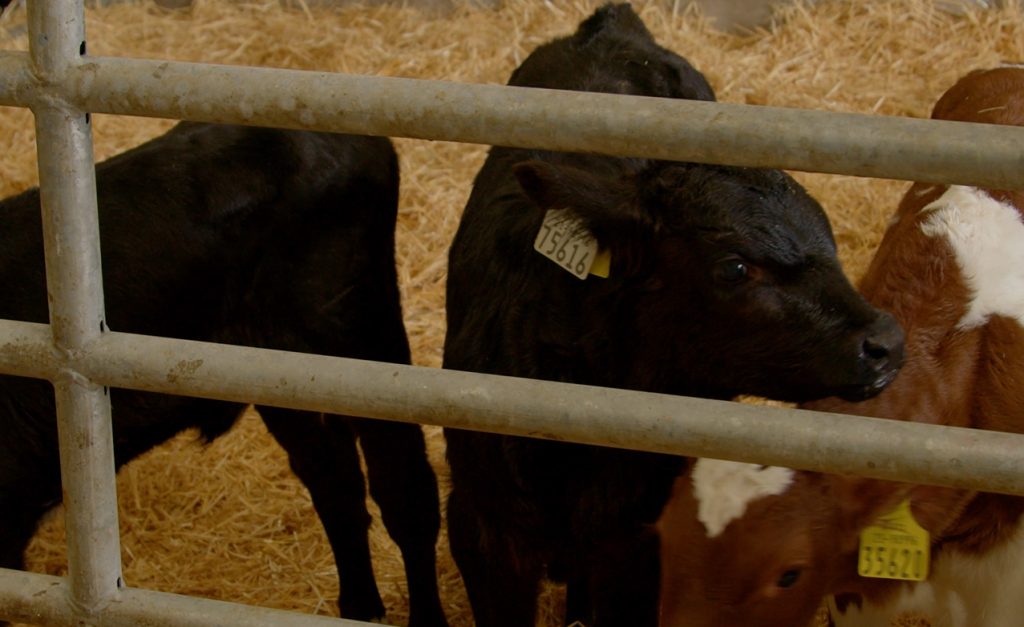 Cows producing 500kg of solids & quality beef calves in Donegal ...