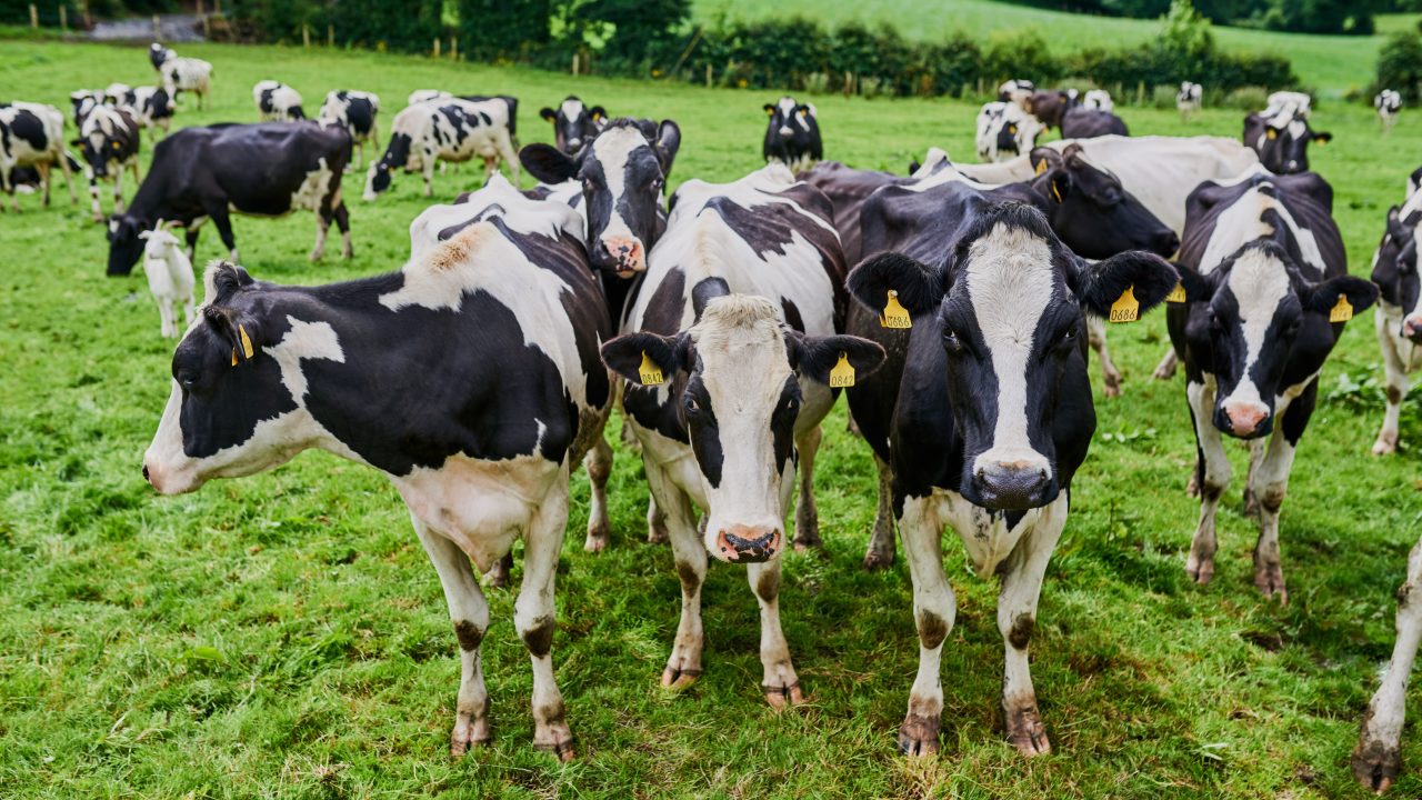DAFM 'currently identifying' farmers who will move to 220kg N/ha ...