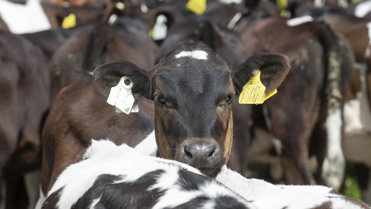 Watch: The protocol for IBR vaccination of youngstock - Agriland.ie