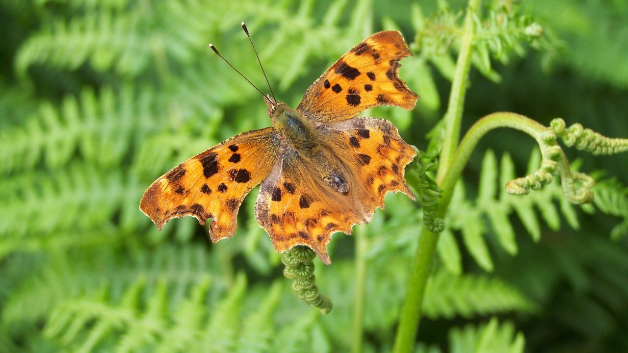 Minister launches books to support nature restoration