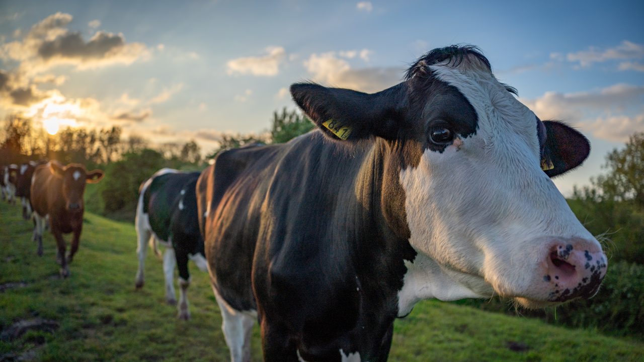 ICMSA president calls for 'solidarity' among European dairy farmers ...