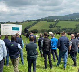 Latest Beef Prices | Beef Factory Prices | Latest Cattle Prices