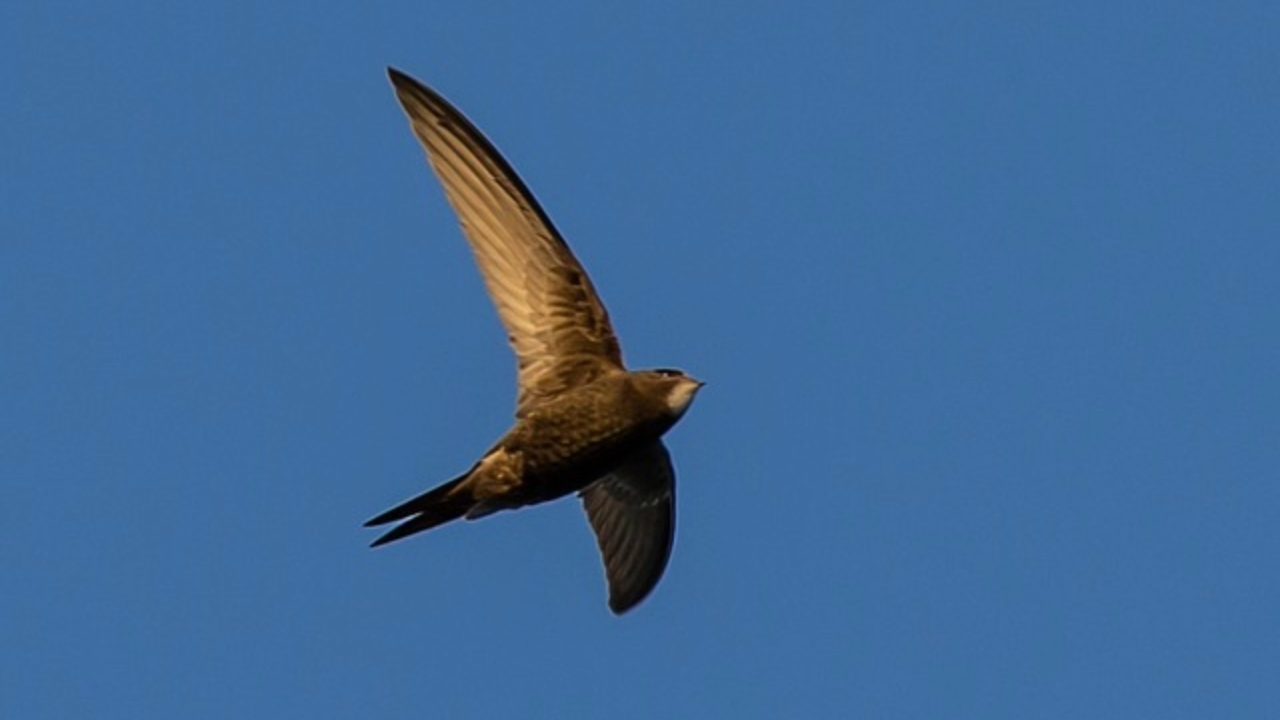 Swift numbers undergoing 'massive decline' - Birdwatch Ireland ...