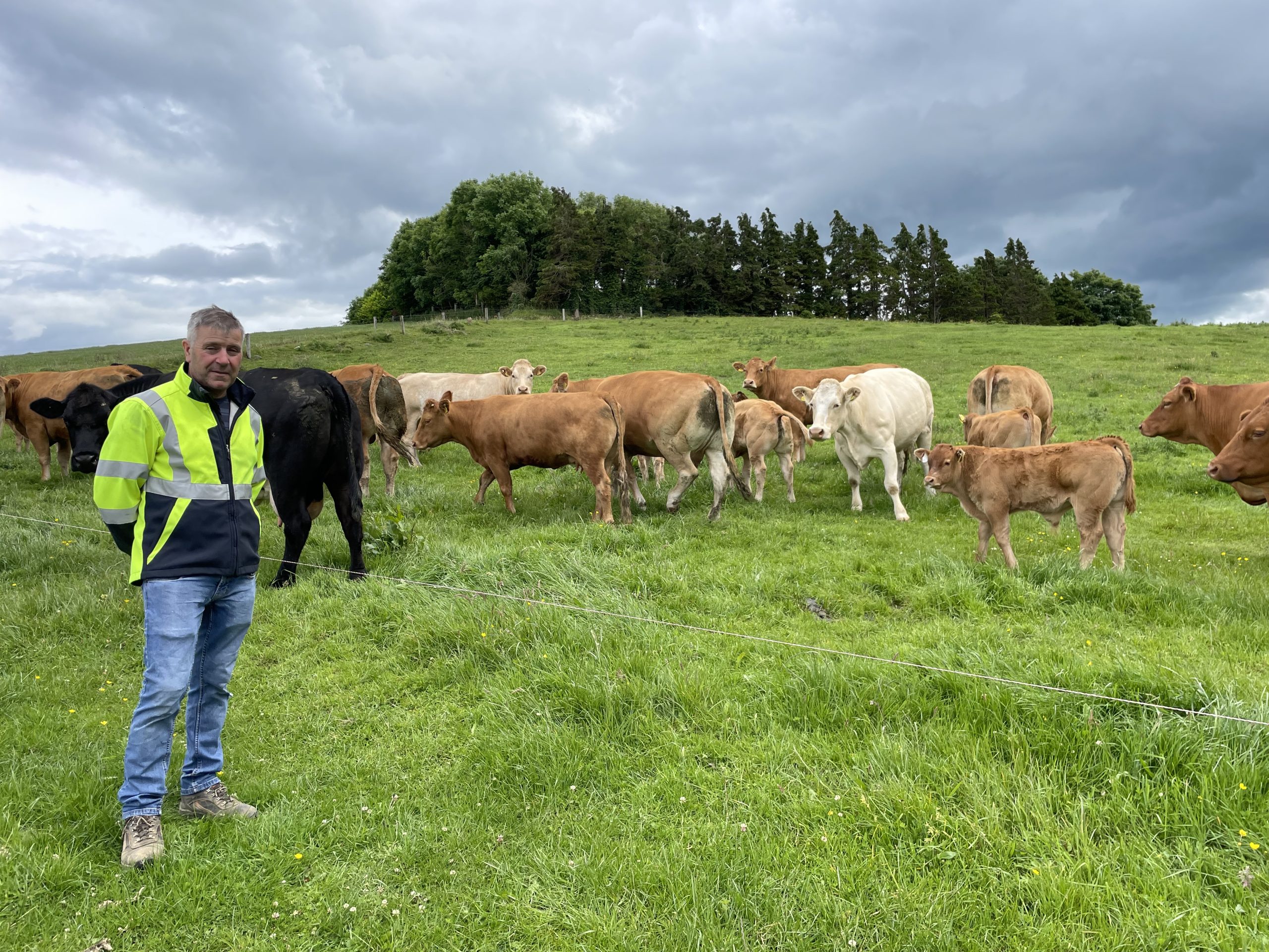 Beef focus: Suckler, dairy-beef and 'new-entrant' finisher in Cavan - Agriland.ie