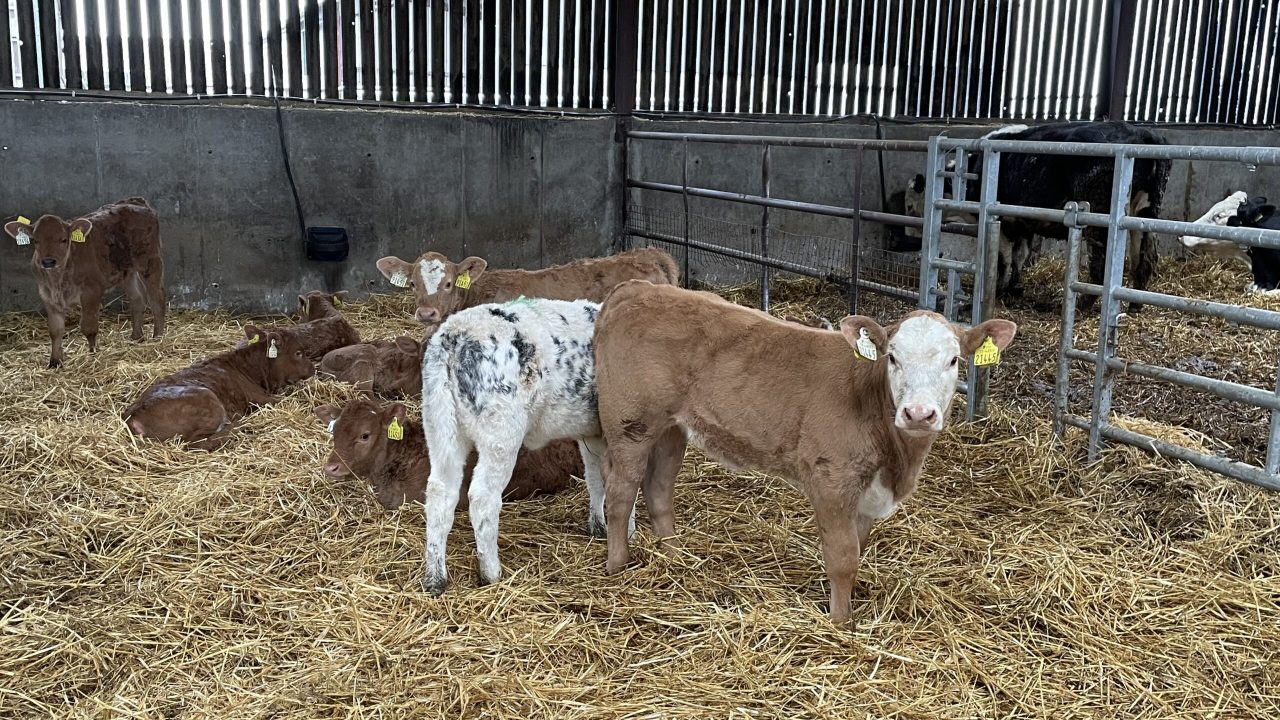 Less than 1 in 4 calves born to suckler cows to date this year ...
