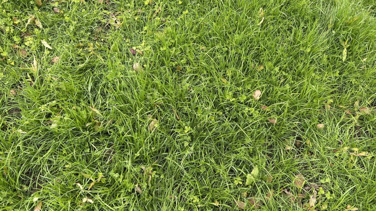 Incorporating white clover into grassland swards - Agriland.ie