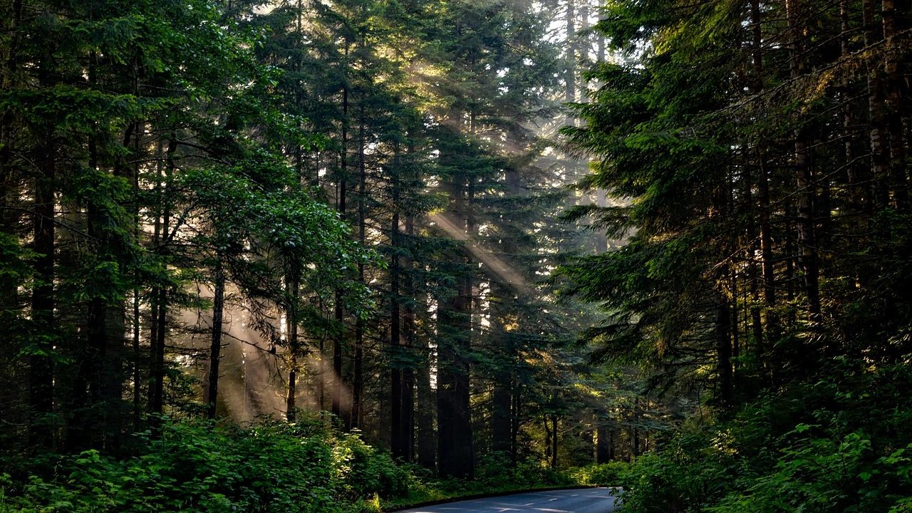 New Zealand needs to examine its current approach to forestry ...