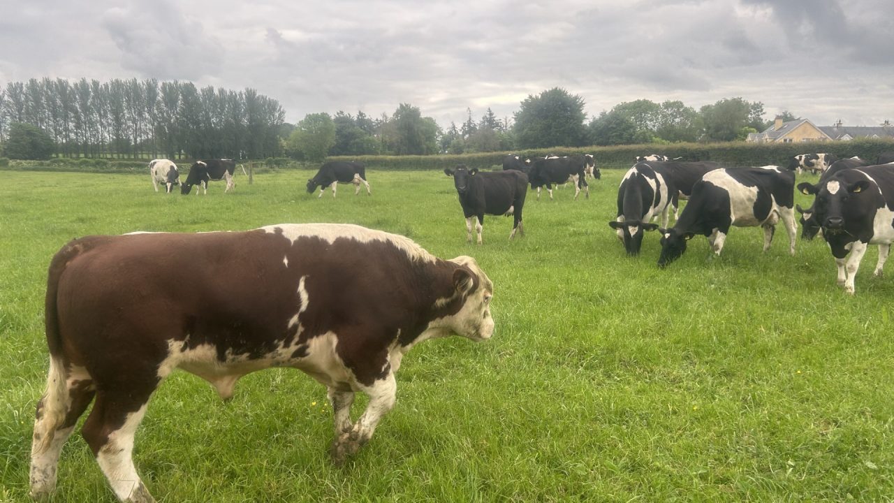 When should you be 'pulling the bull' this breeding season? - Agriland.ie