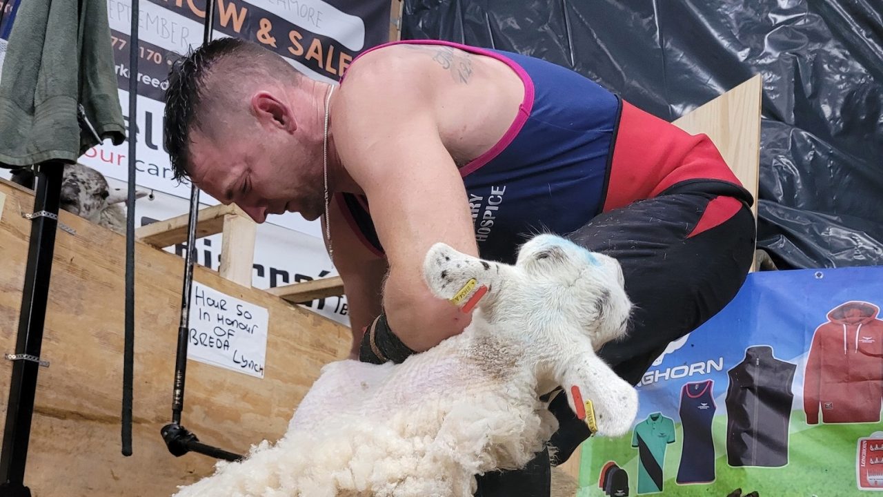 Watch: Kerry farmer shears 2,021 sheep in 50 hours for charity ...