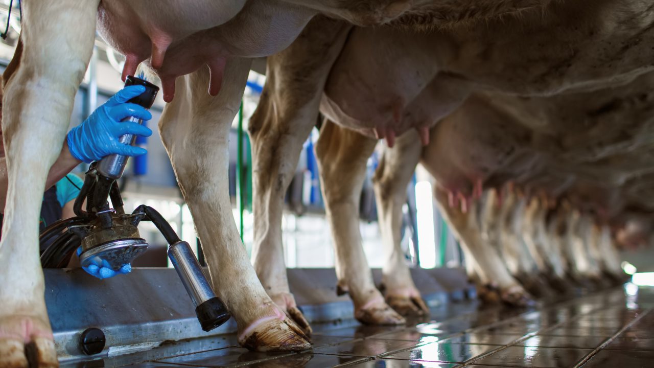 Global milk outlook improved with annual output likely to grow by 1.9% ...