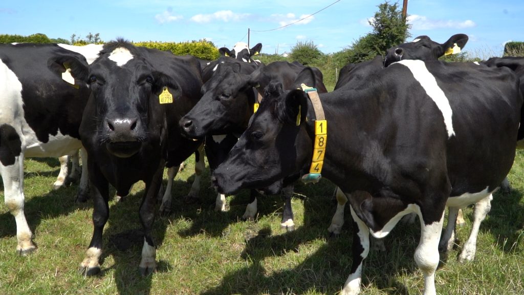 Cow comfort takes priority for conventional milking system - Agriland.ie