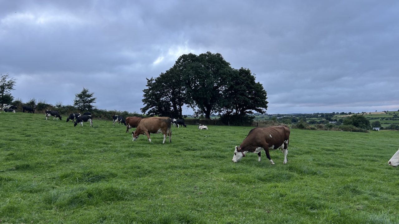 Three-way cross-breeding, robots & using Waters of LIFE funding in Cork ...