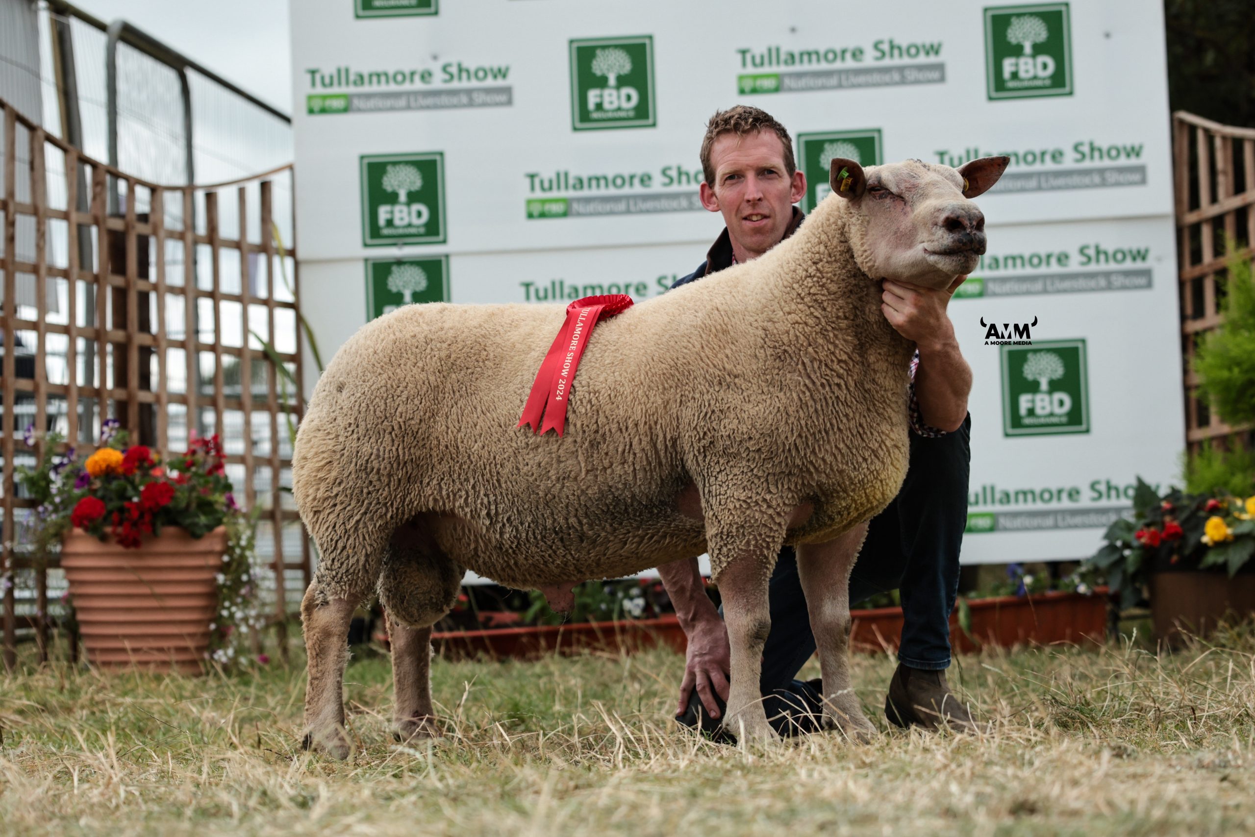 ICM to sponsor 3 sheep classes at Tullamore Show - Agriland.ie
