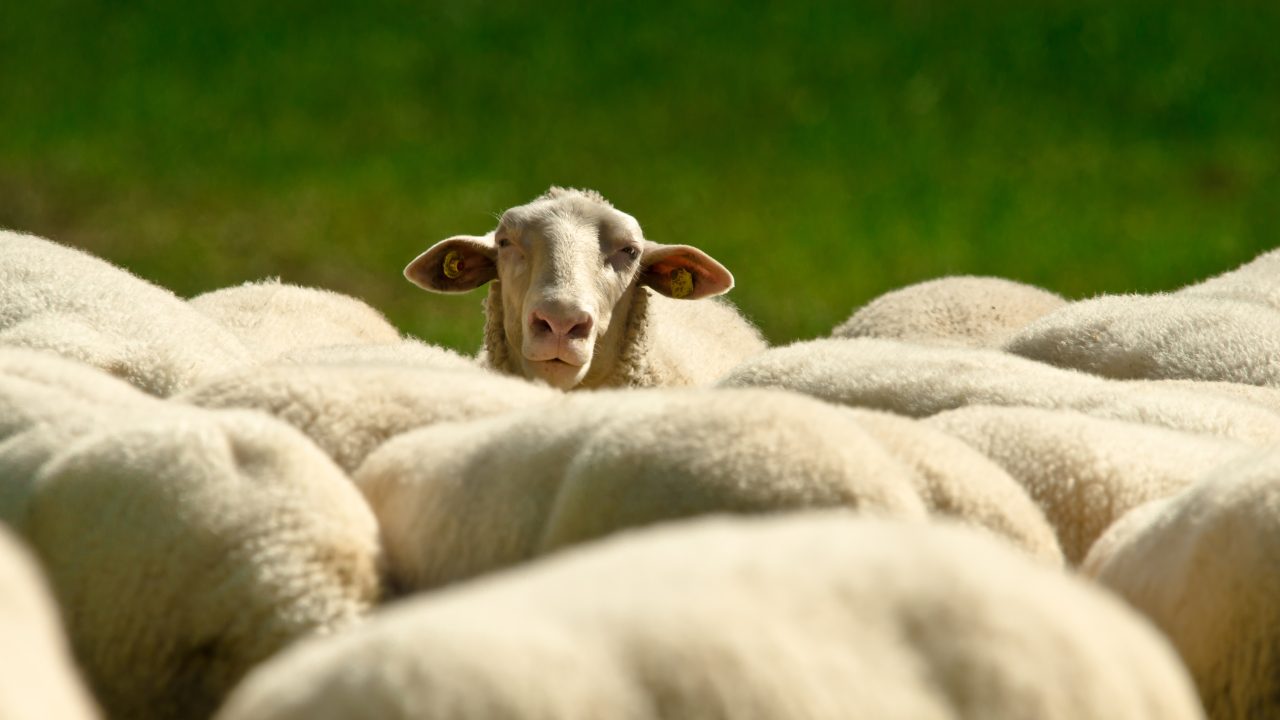 Sheep more likely to show 'obvious clinical signs' of bluetongue than ...