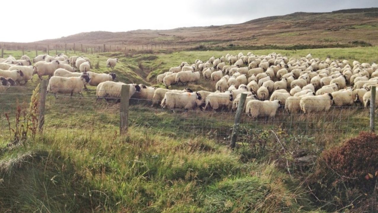 Results from trial finishing hill lambs on organic forage-based diets ...