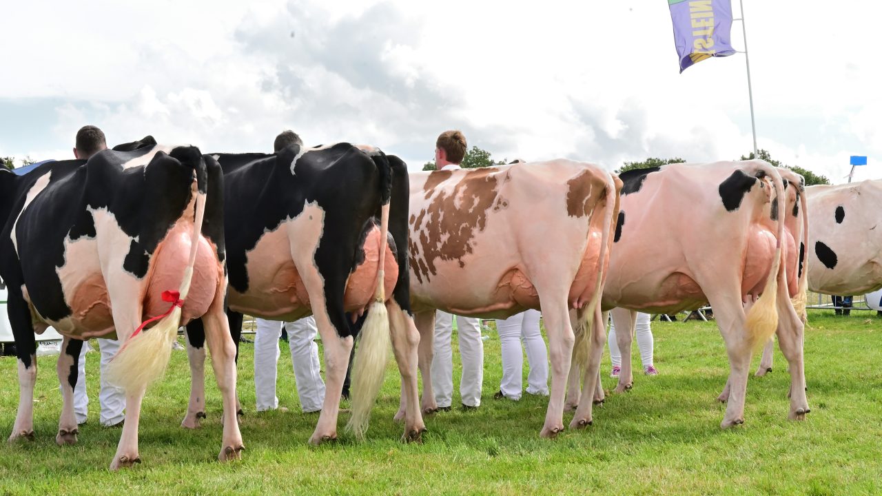Who won the Senior Champion Cow competition at the Tullamore Show ...