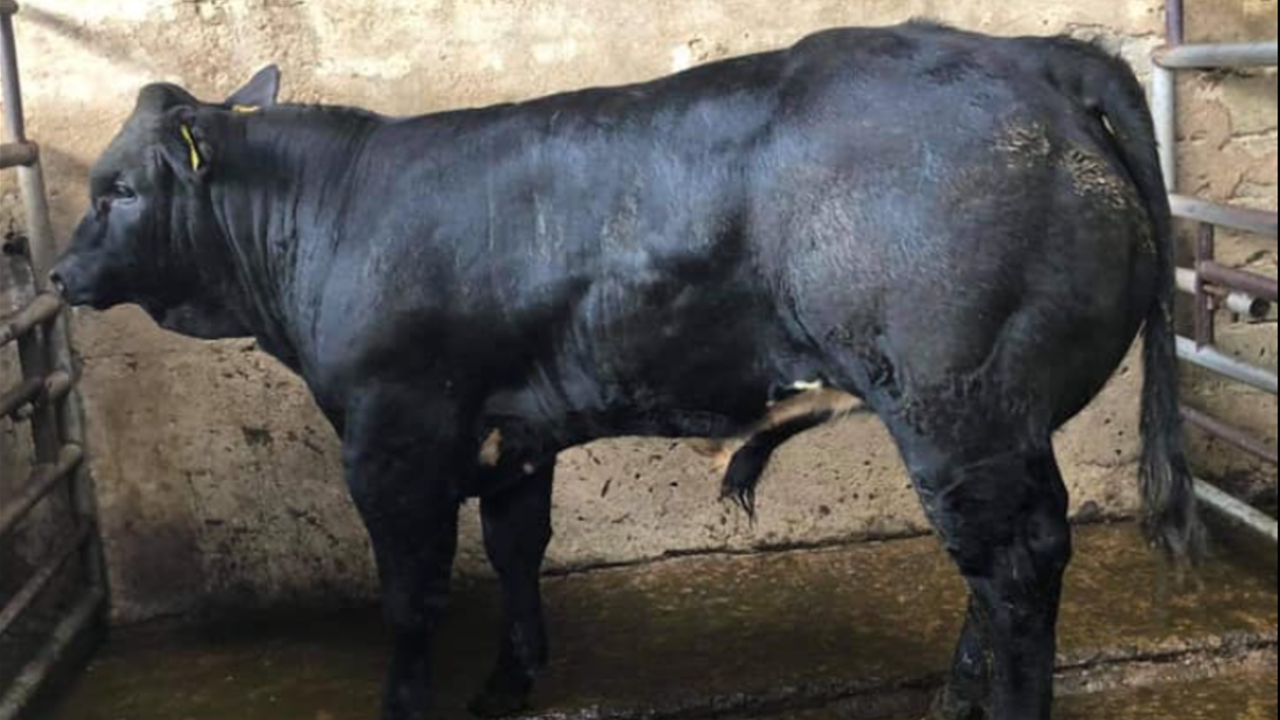 Over half of weanling bulls going to overseas buyers at some sales ...