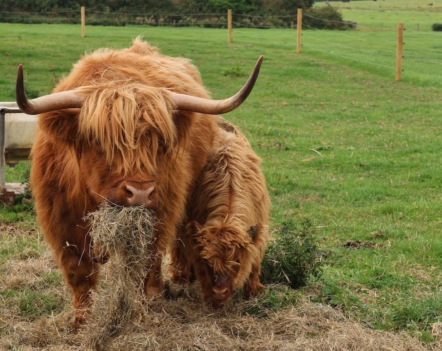 Kilmeedy social farm looks to the future with confidence - Agriland.ie