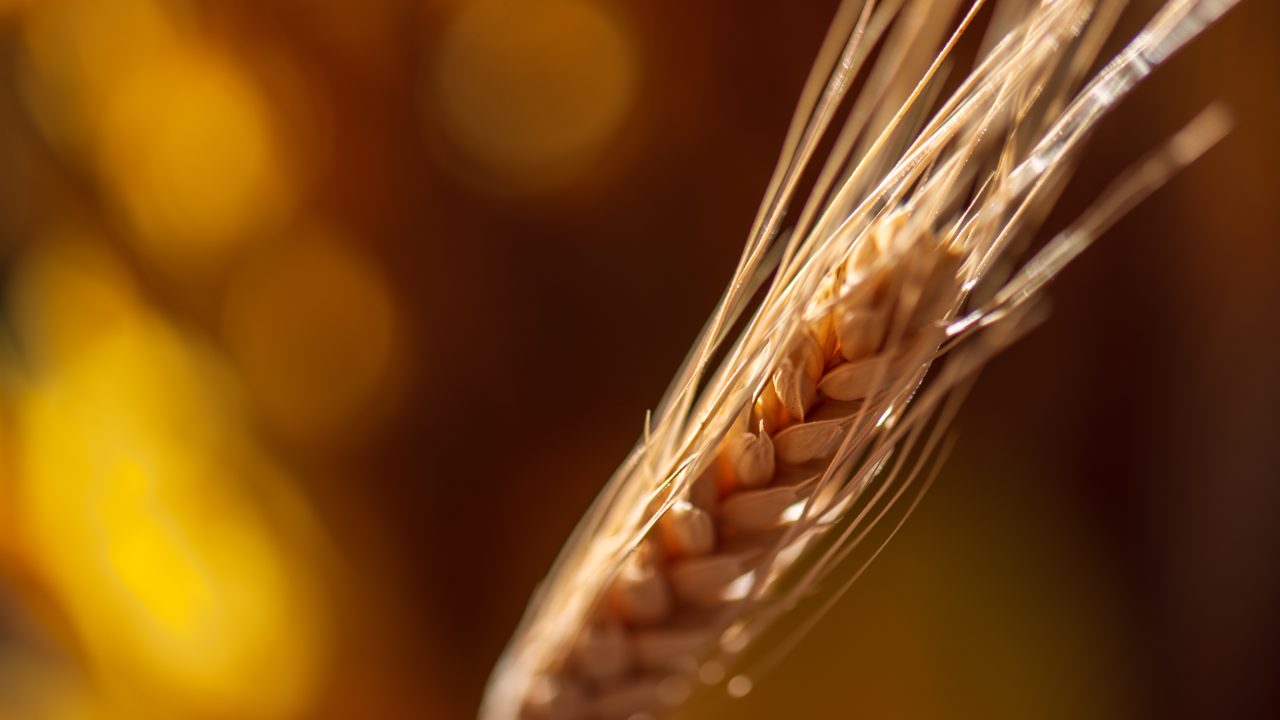 New native grain opportunities within Irish distilling industry ...