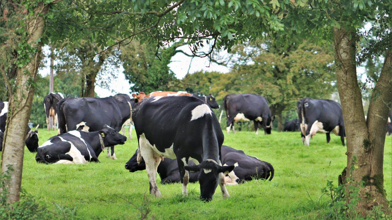 Do you need an extra set of eyes on your cows? Find help at the ...