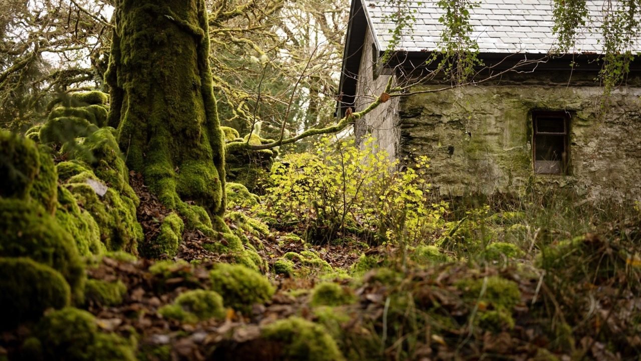 Coillte: 134,000ha 'now prioritised' for nature management - Agriland.ie