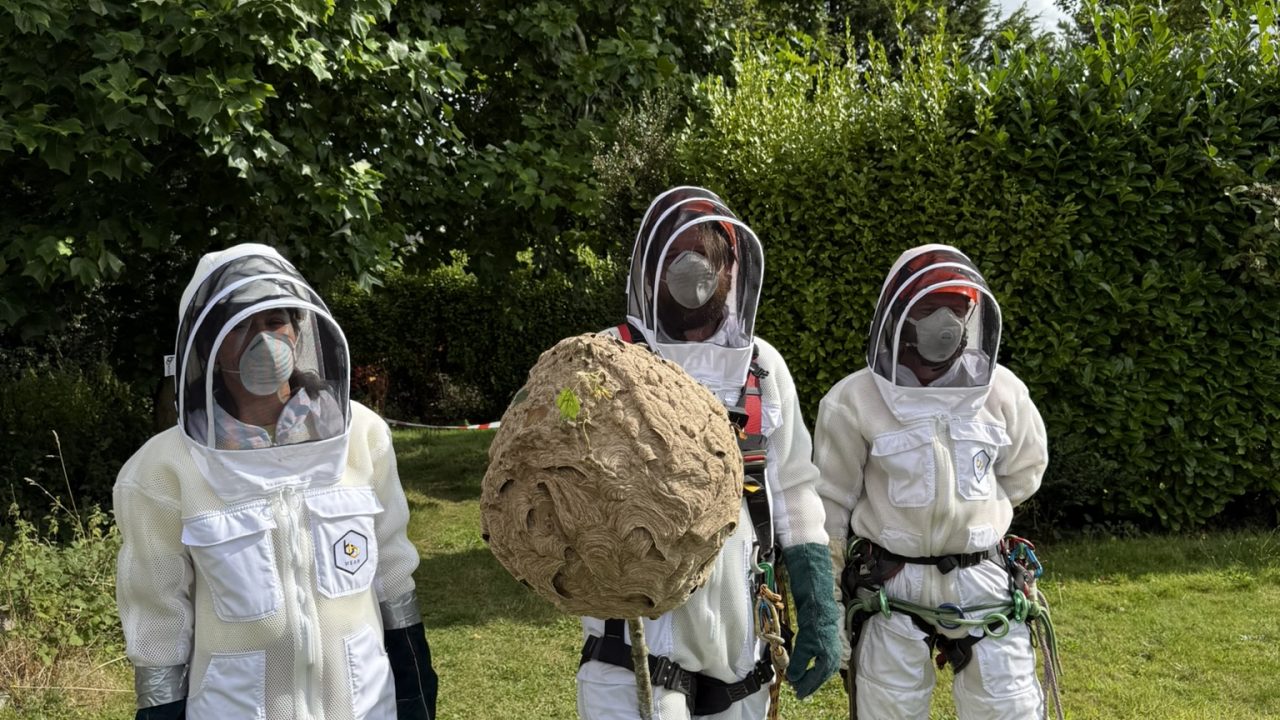 24 verified sightings of Asian hornet - NPWS - Agriland.ie