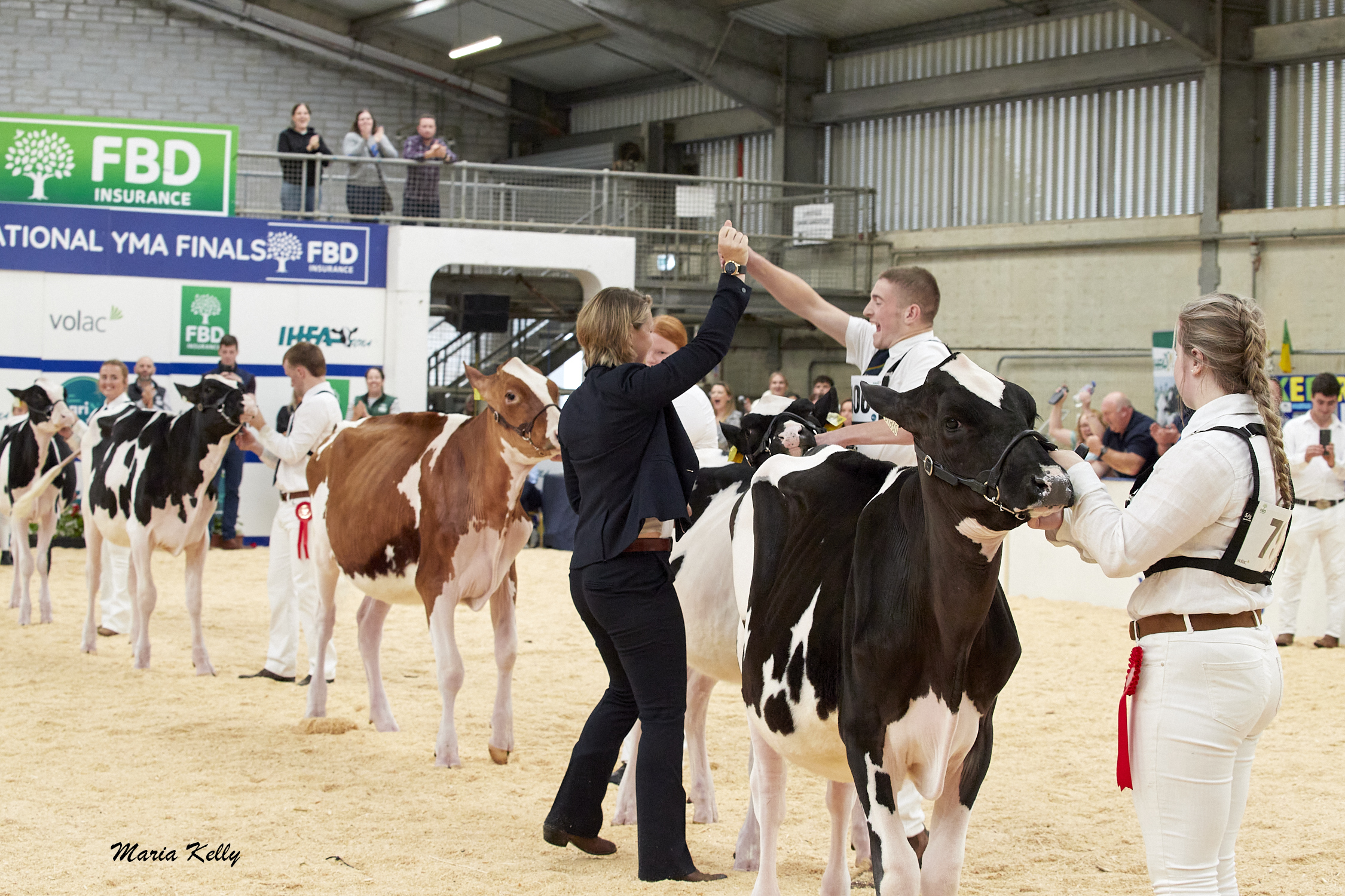 Young handlers prepare for finals at AXA National Dairy Show - Agriland.ie