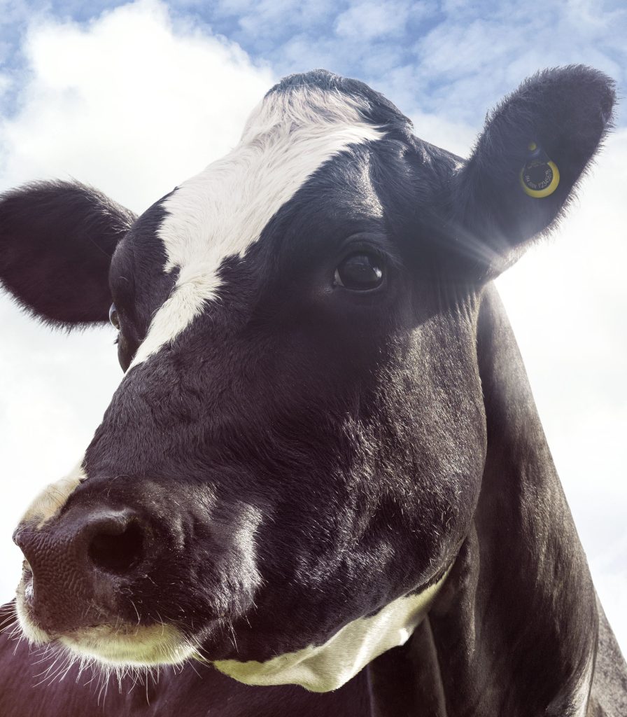 Do you need an extra set of eyes on your cows? Find help at the ...