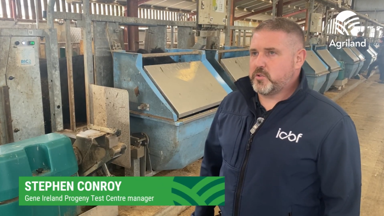 Watch: ABP Demo Farm cattle at ICBF Tully Progeny Test Centre - Agriland.ie